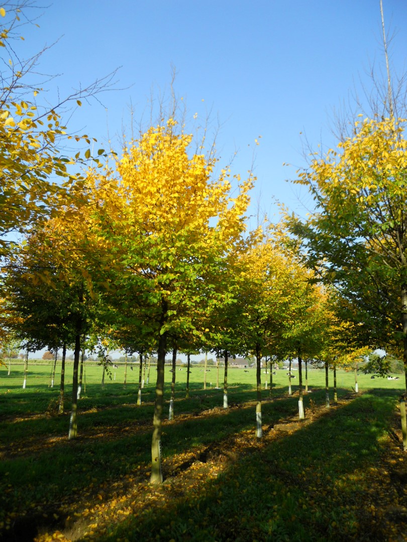 Carpinus betulus | Gemeine Hainbuche - Van den Berk Baumschulen