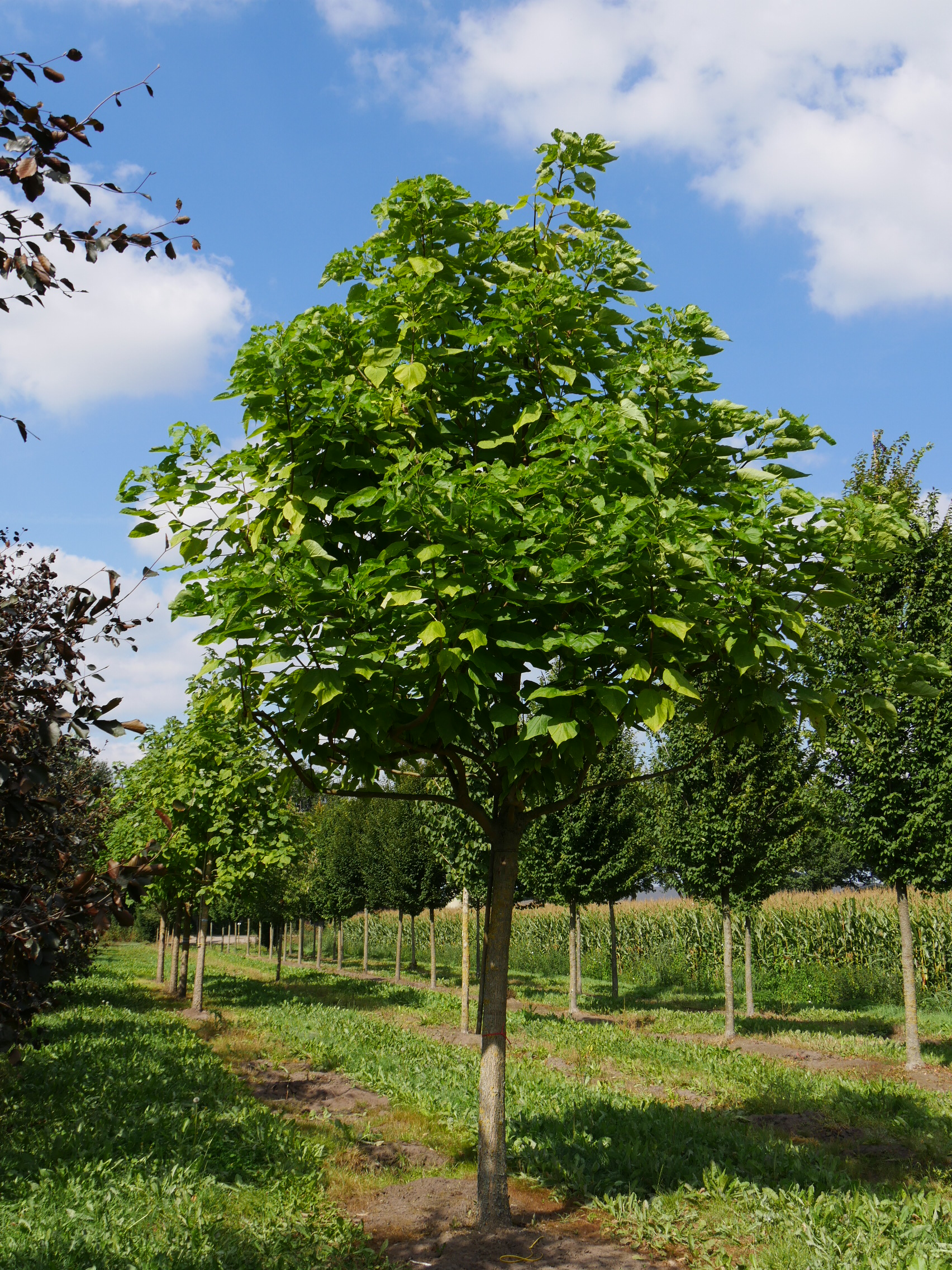 Catalpa bignonioides | Gemeiner Trompetenbaum, Amerikanischer ...