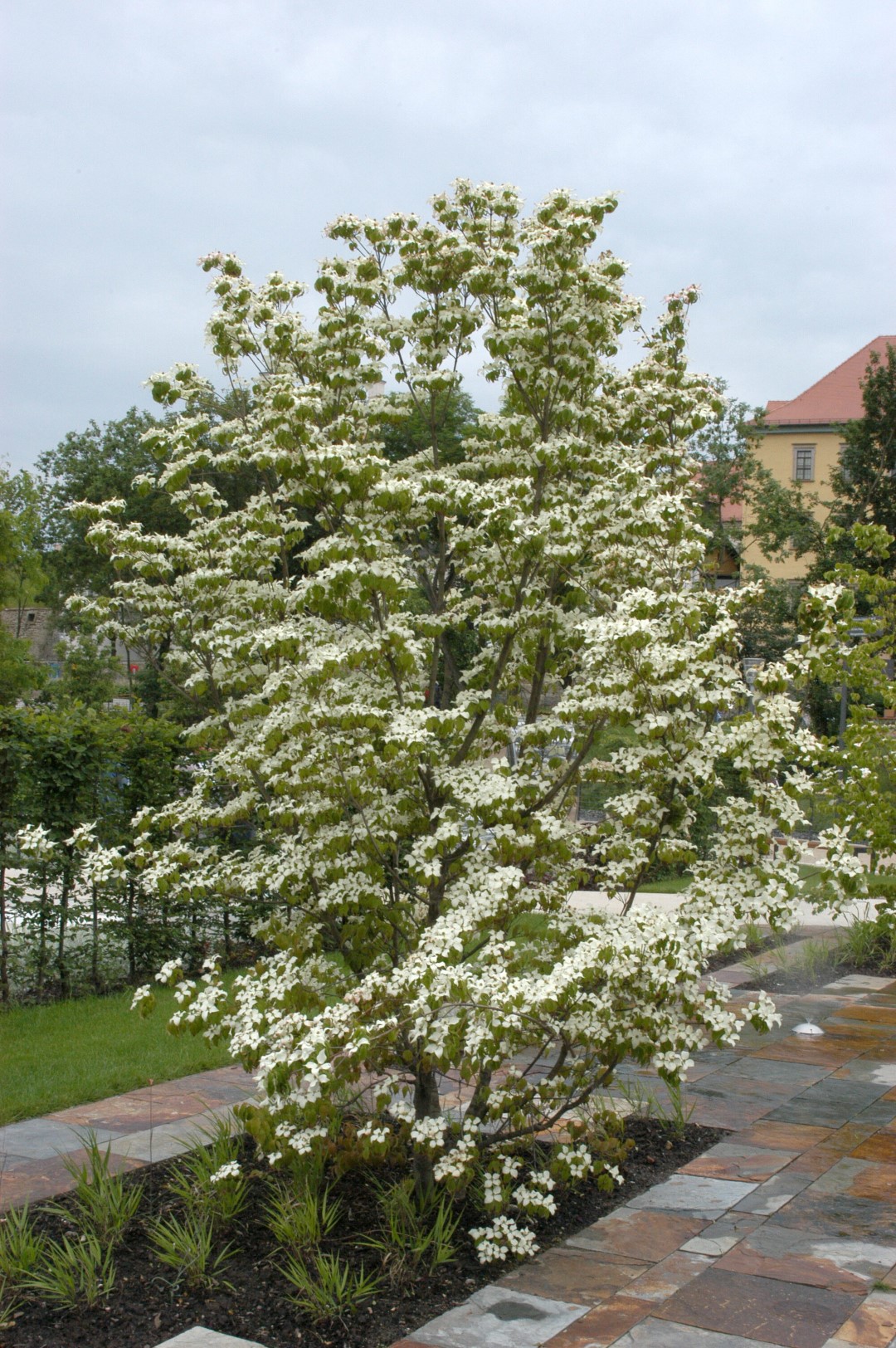 Cornus kousa var. chinensis | Cornus kousa var. chinensis - Van den ...