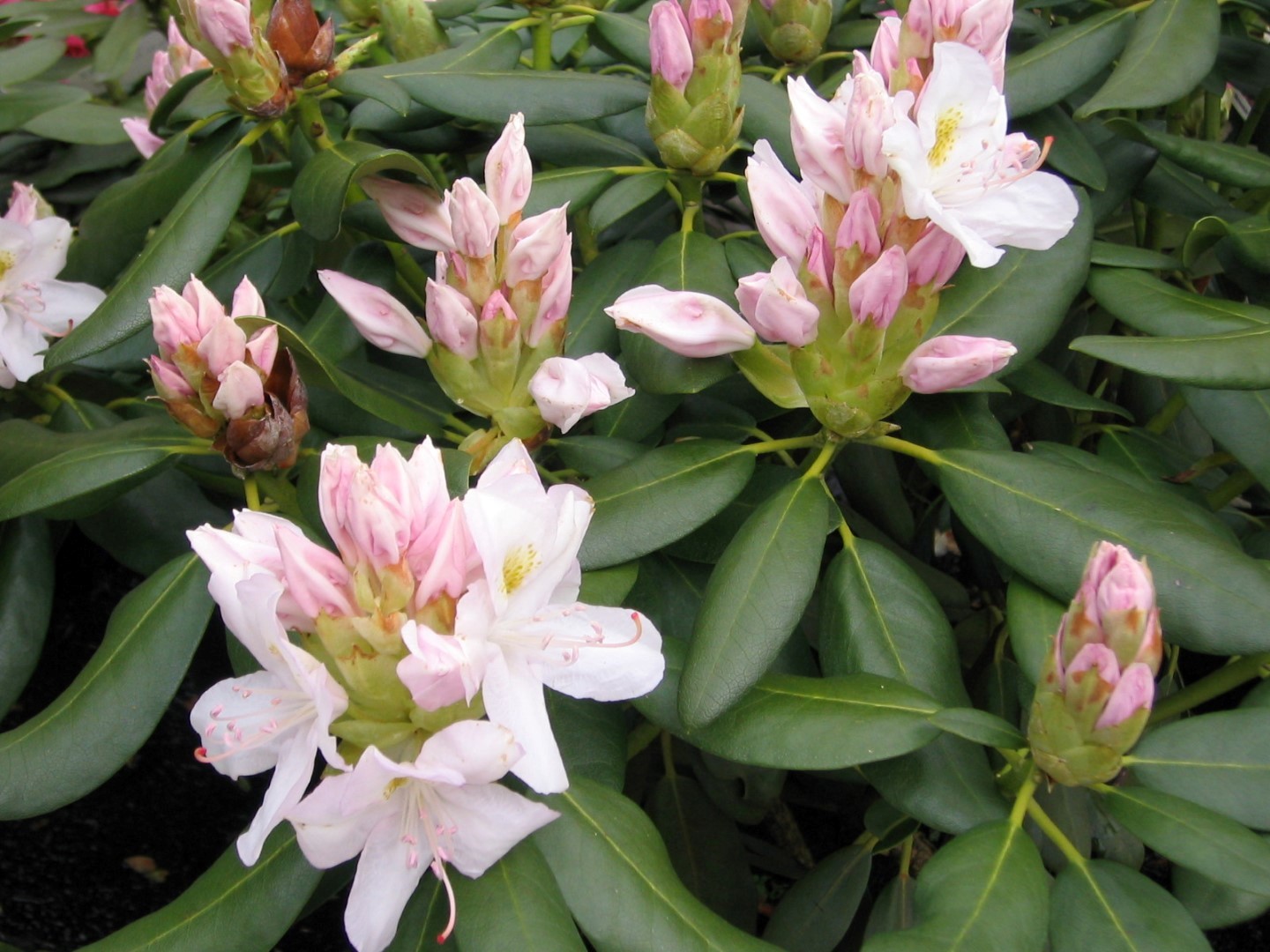 Rhododendron 'Catawbiense Album' | Rhododendron 'Catawbiense Album ...