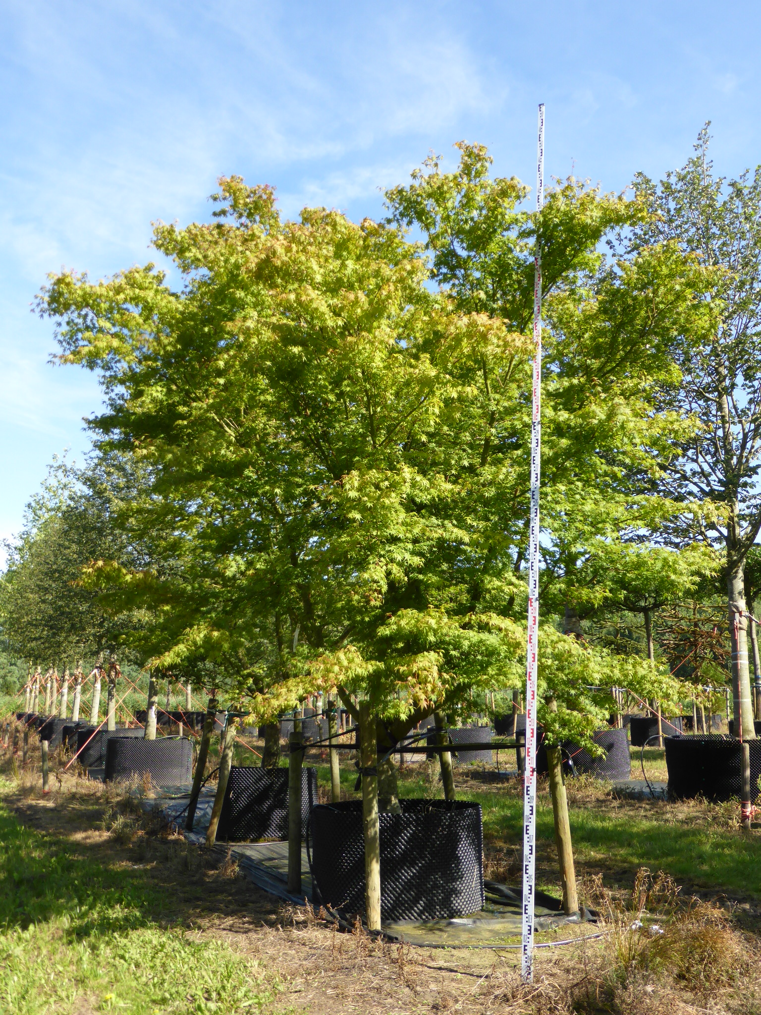 Acer palmatum | Fächer-Ahorn, Japanischer Ahorn - Van den Berk Baumschulen