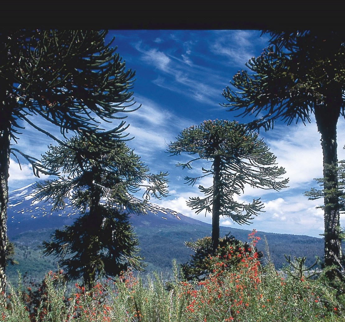 Araucaria araucana | Araukarie, Andentanne, Chilenischer Schmucktanne ...