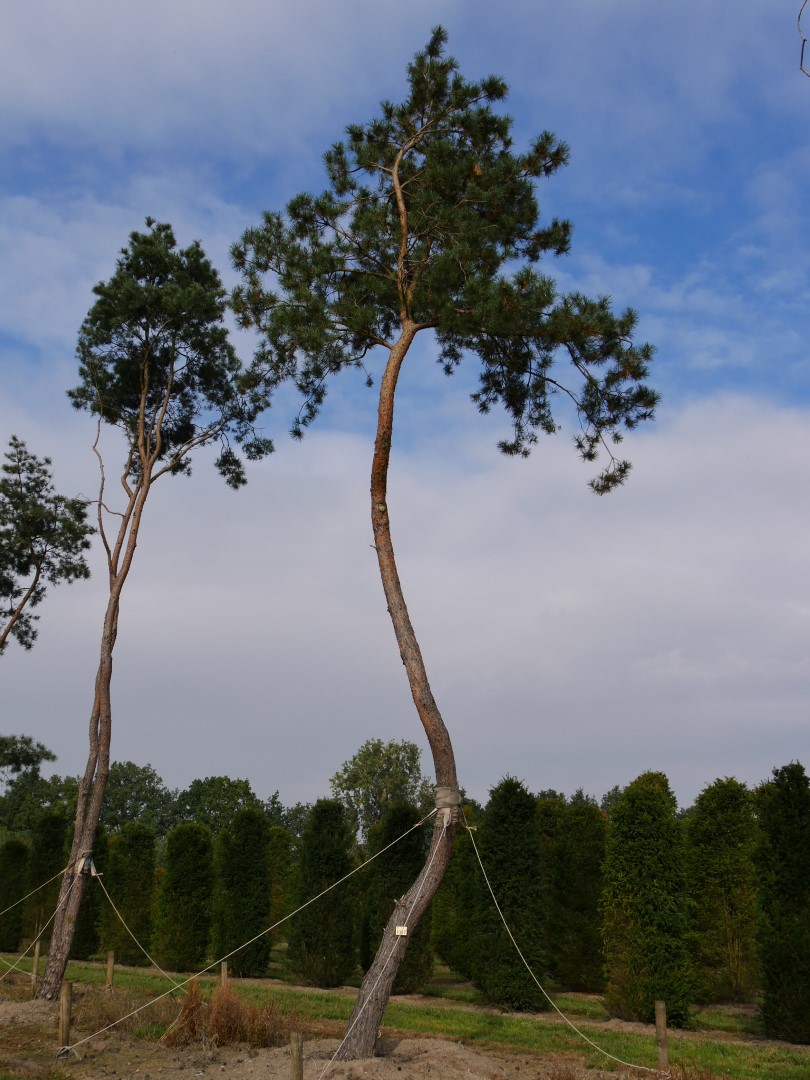 Pinus sylvestris | Gewöhnliche Kiefer, Wald-Kiefer, Föhre - Van den ...