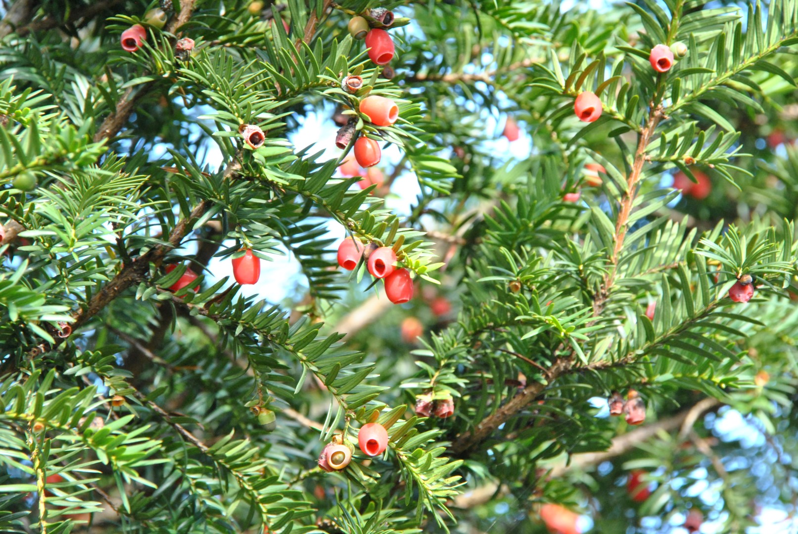 Taxus baccata | Gewöhnliche Eibe - Van den Berk Baumschulen