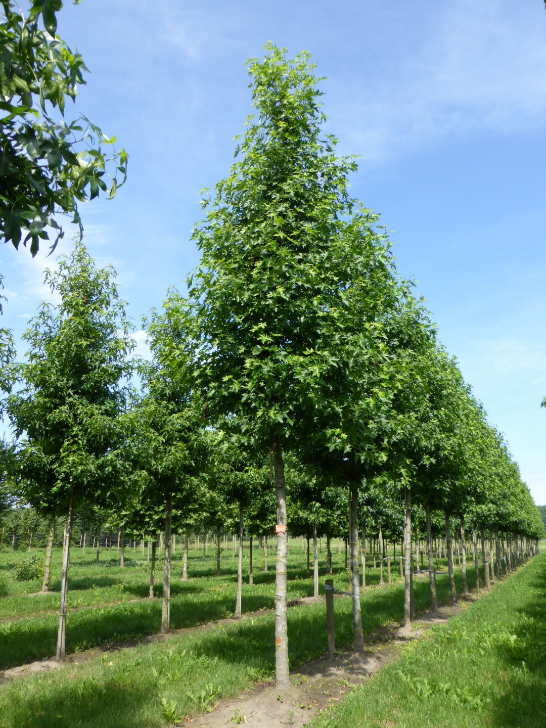 Liquidambar styraciflua 'Worplesdon' | Liquidambar styraciflua 'Worplesdon' - Van den Berk ...