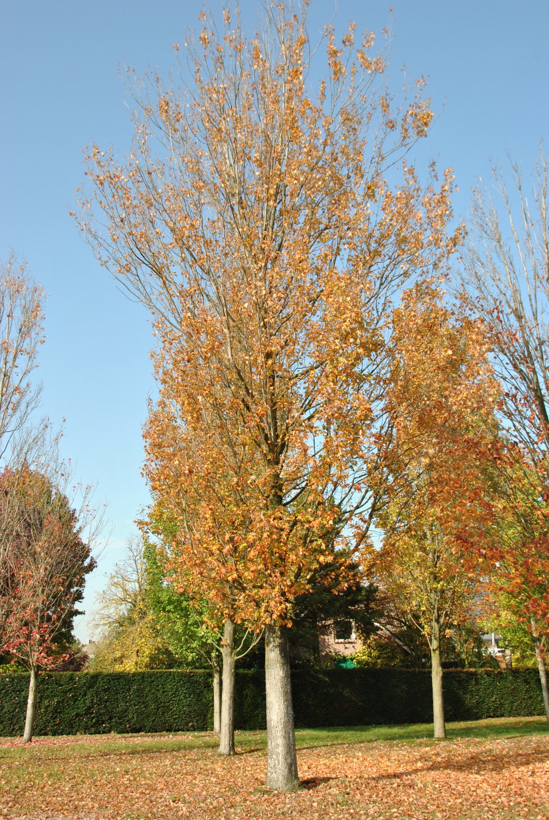 Acer rubrum 'Gerling' | Acer rubrum 'Gerling' - Van den Berk Baumschulen