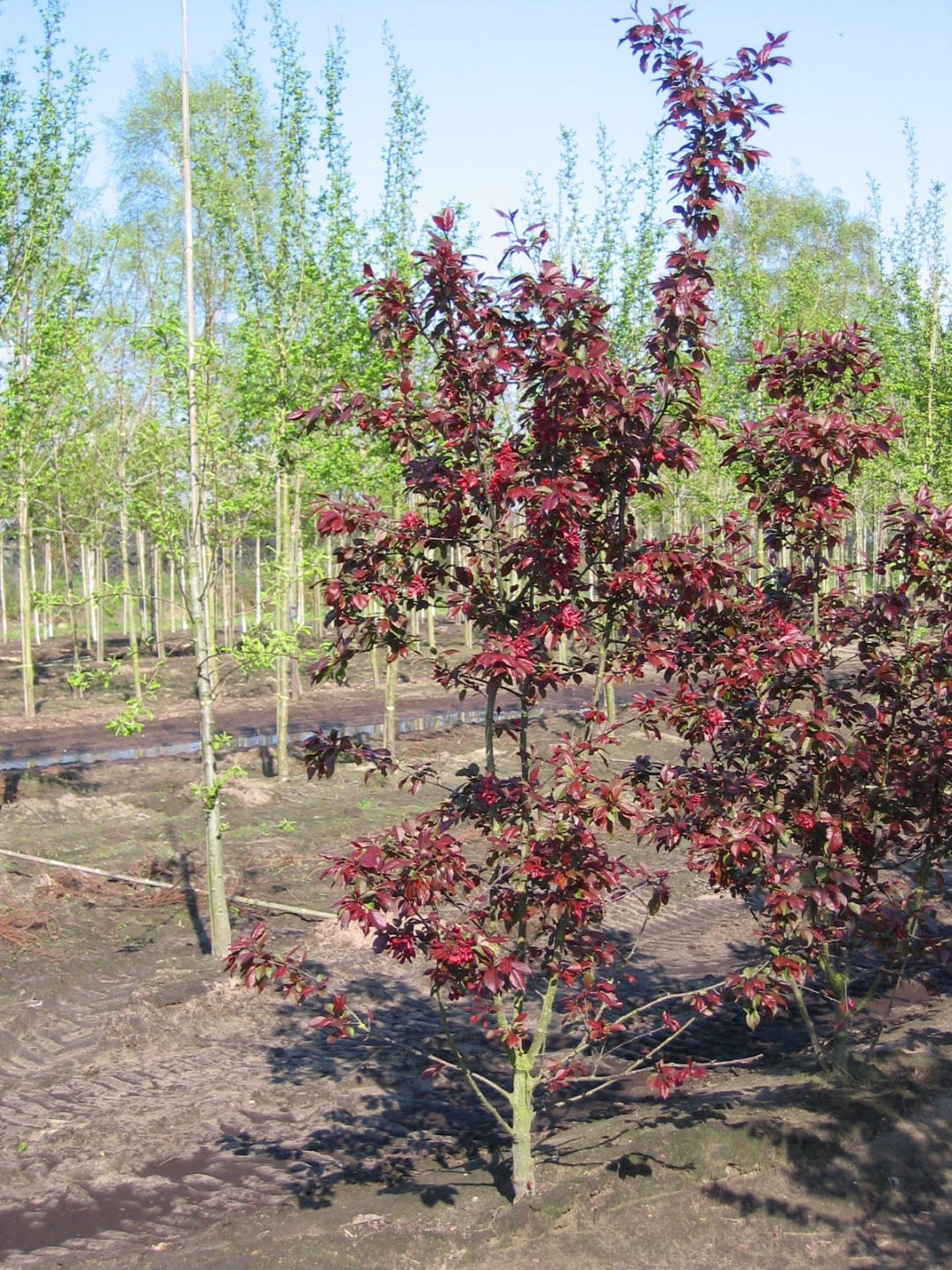Malus 'Royalty' | Zier-Apfel - Van den Berk Baumschulen