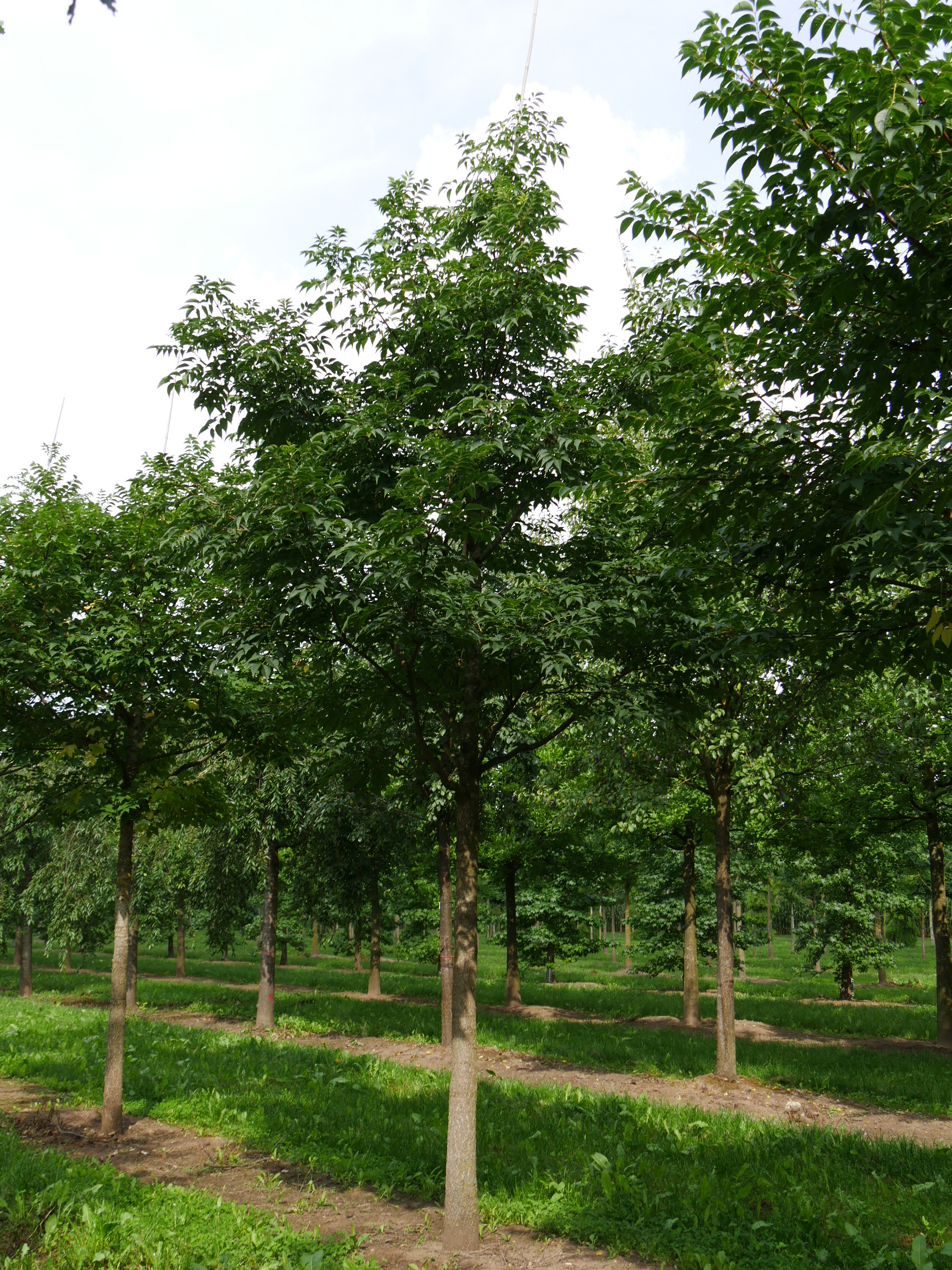 Phellodendron amurense | Amur-Korkbaum, Samtbaum - Van den Berk Baumschulen