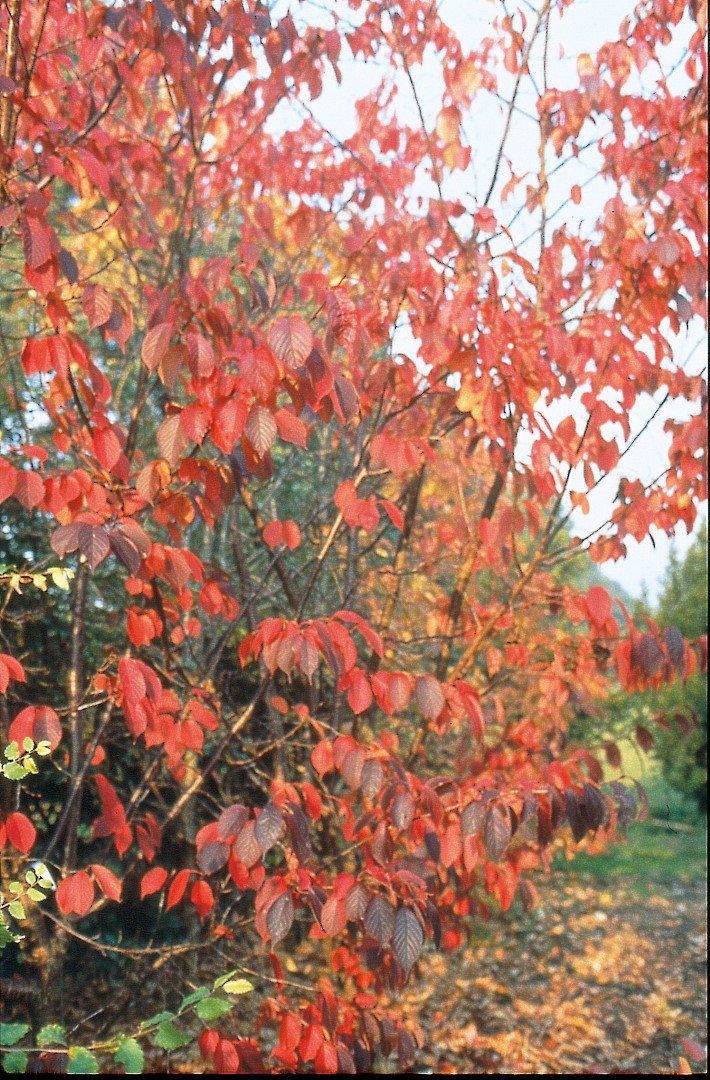 Prunus sargentii 'Charles Sargent' | Prunus sargentii 'Charles Sargent ...