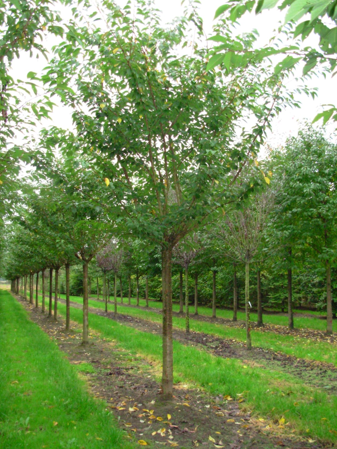 Prunus serrulata 'Kanzan' | (Hohe) Japanische Nelken-Kirsche - Van den ...