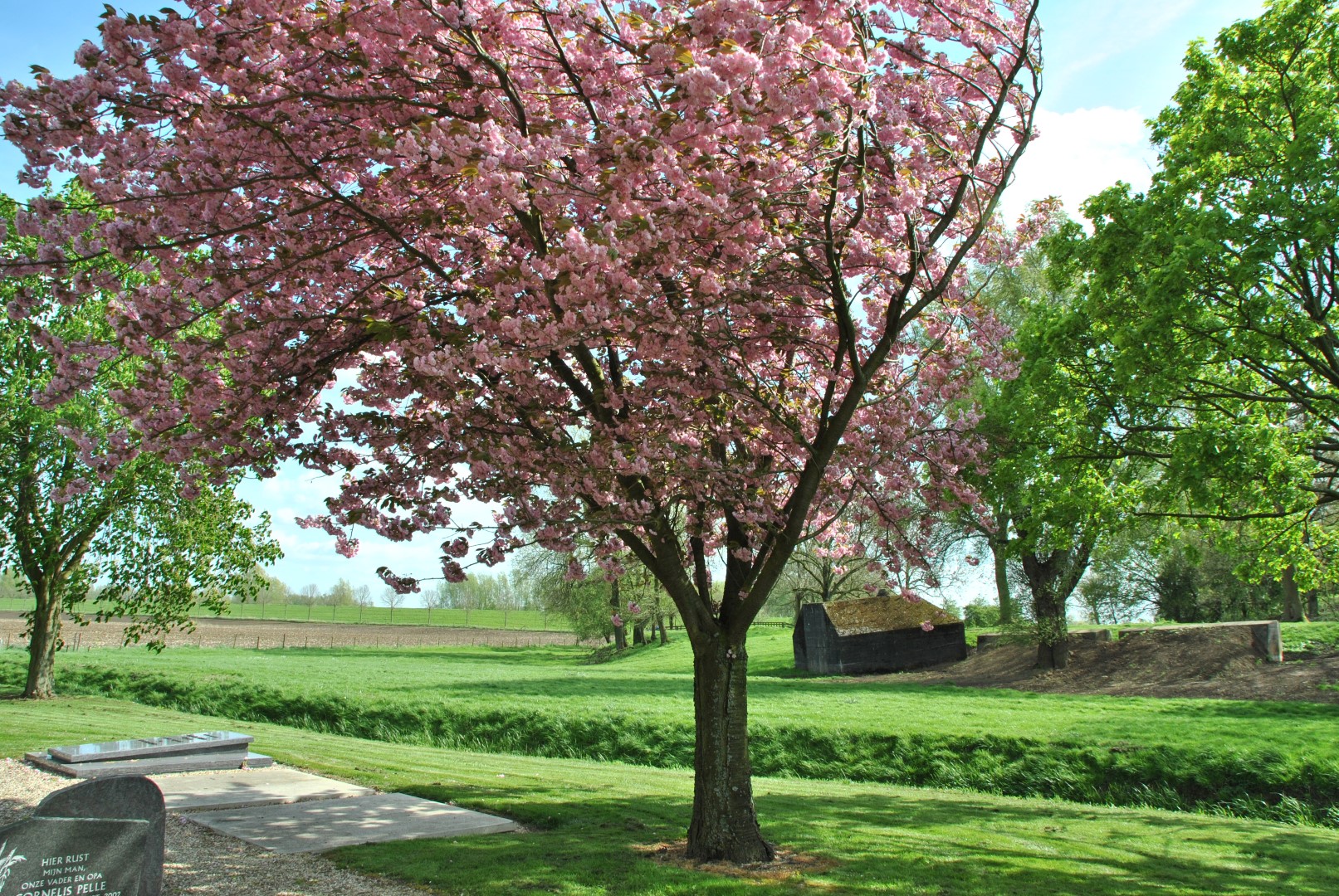 Prunus serrulata 'Kanzan' | (Hohe) Japanische Nelken-Kirsche - Van den ...