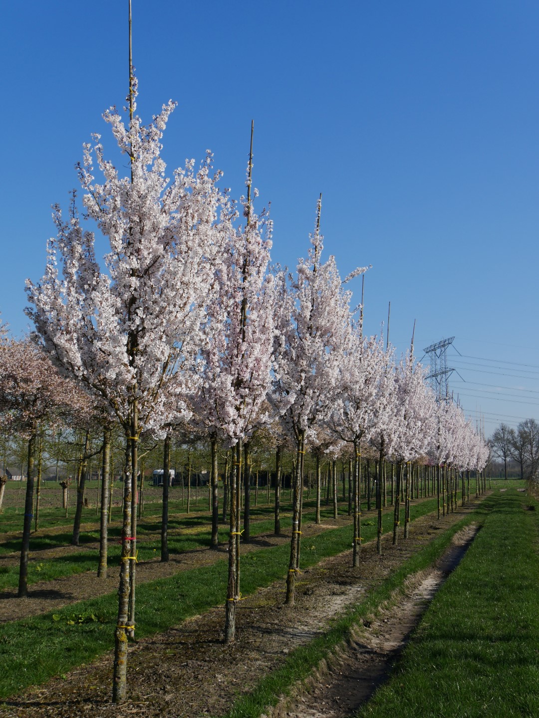 Prunus 'The Bride' | Prunus 'The Bride' - Van den Berk Baumschulen