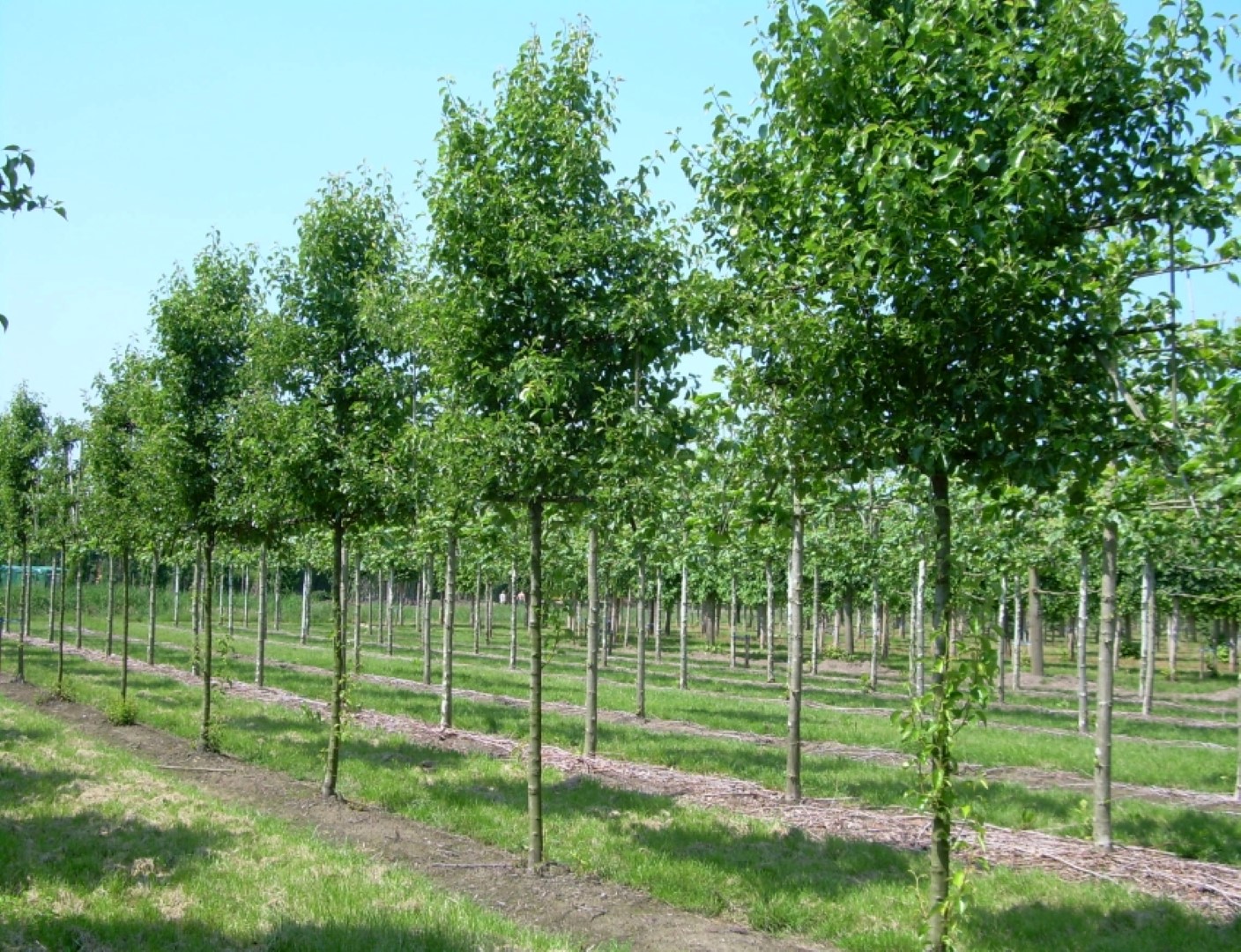 Pyrus calleryana 'Chanticleer' | Pyrus calleryana 'Chanticleer' - Van ...