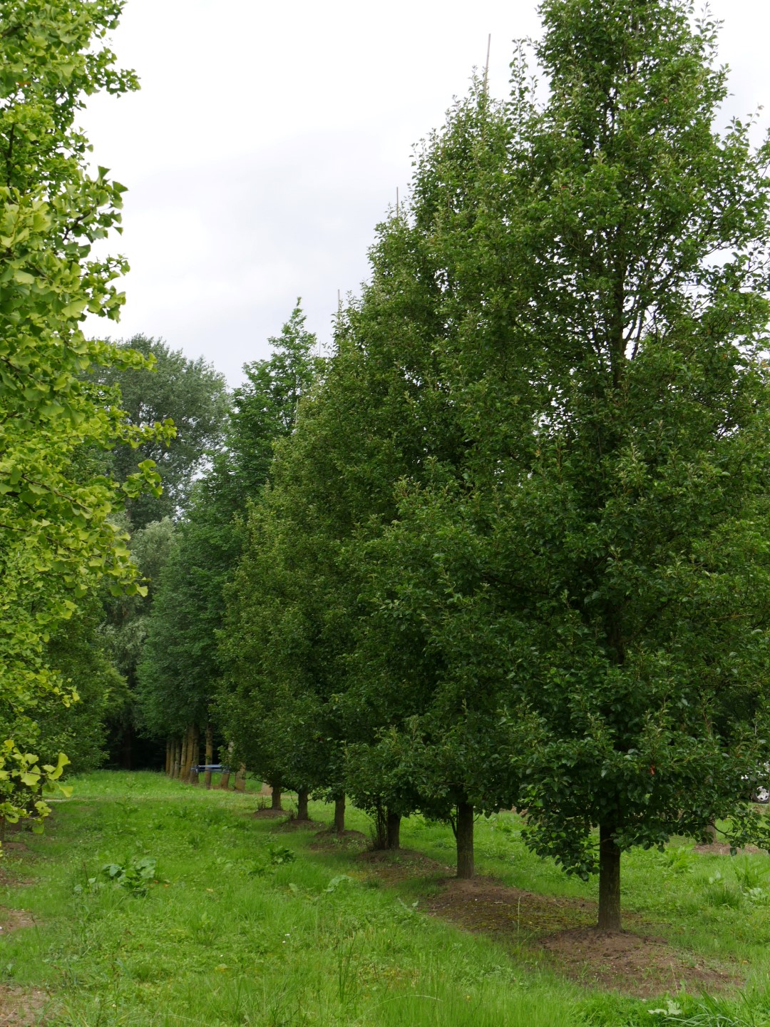 Pyrus calleryana 'Chanticleer' | Pyrus calleryana 'Chanticleer' - Van ...