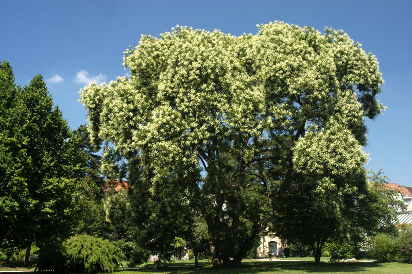 Styphnolobium japonicum | Japanese pagoda tree, Honey tree - Van den ...