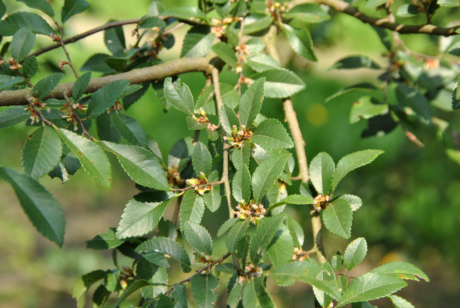 Ulmus parvifolia | Chinesische Ulme, Kleinblättrige Ulme - Van den Berk ...