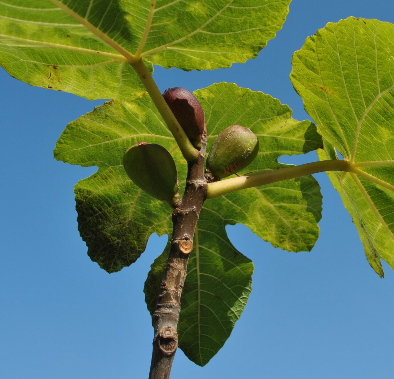 Ficus carica | Feigenbaum - Van den Berk Baumschulen