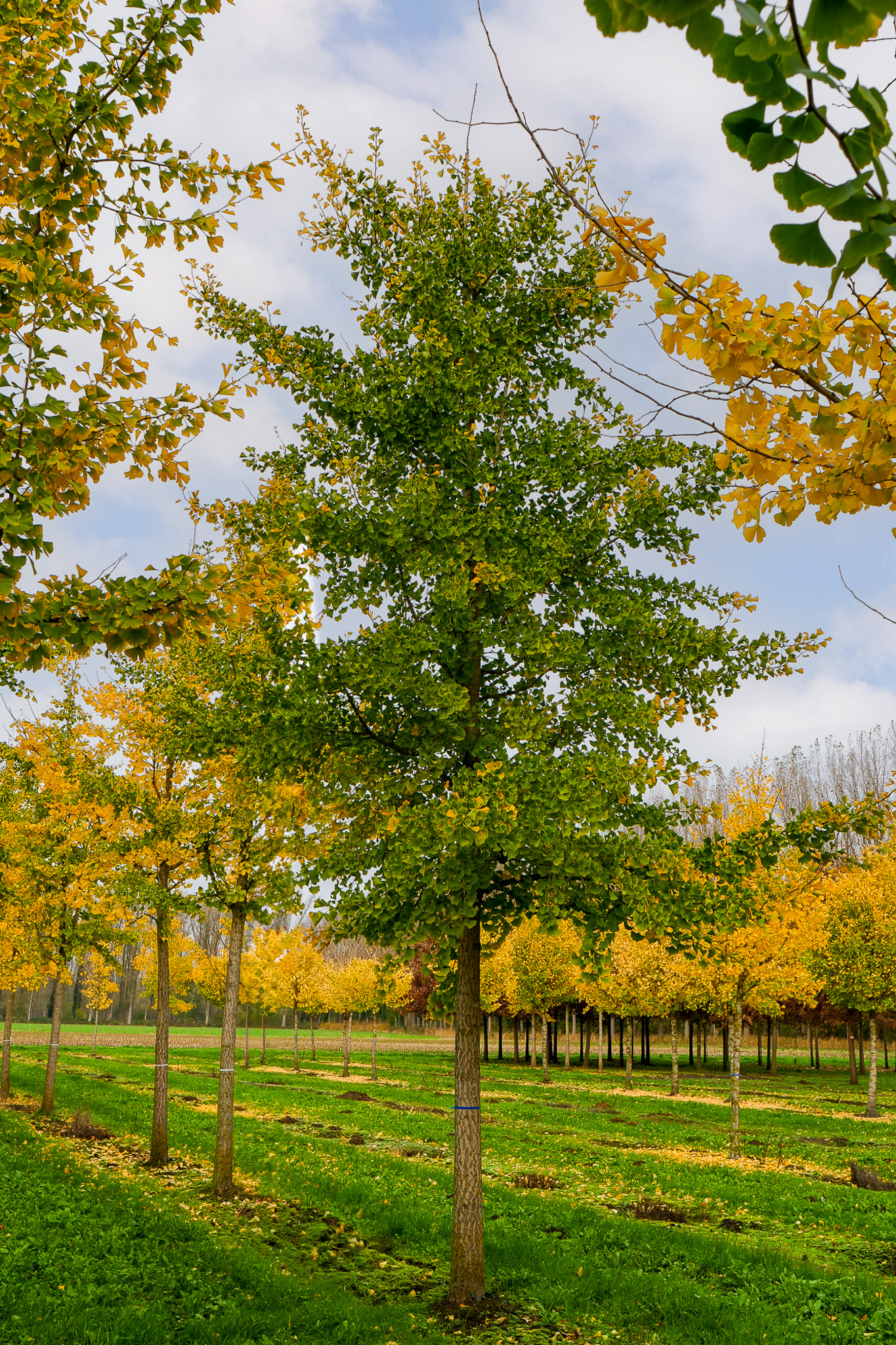 Ginkgo biloba | Ginkgobaum, Fächerblattbaum - Van den Berk Baumschulen
