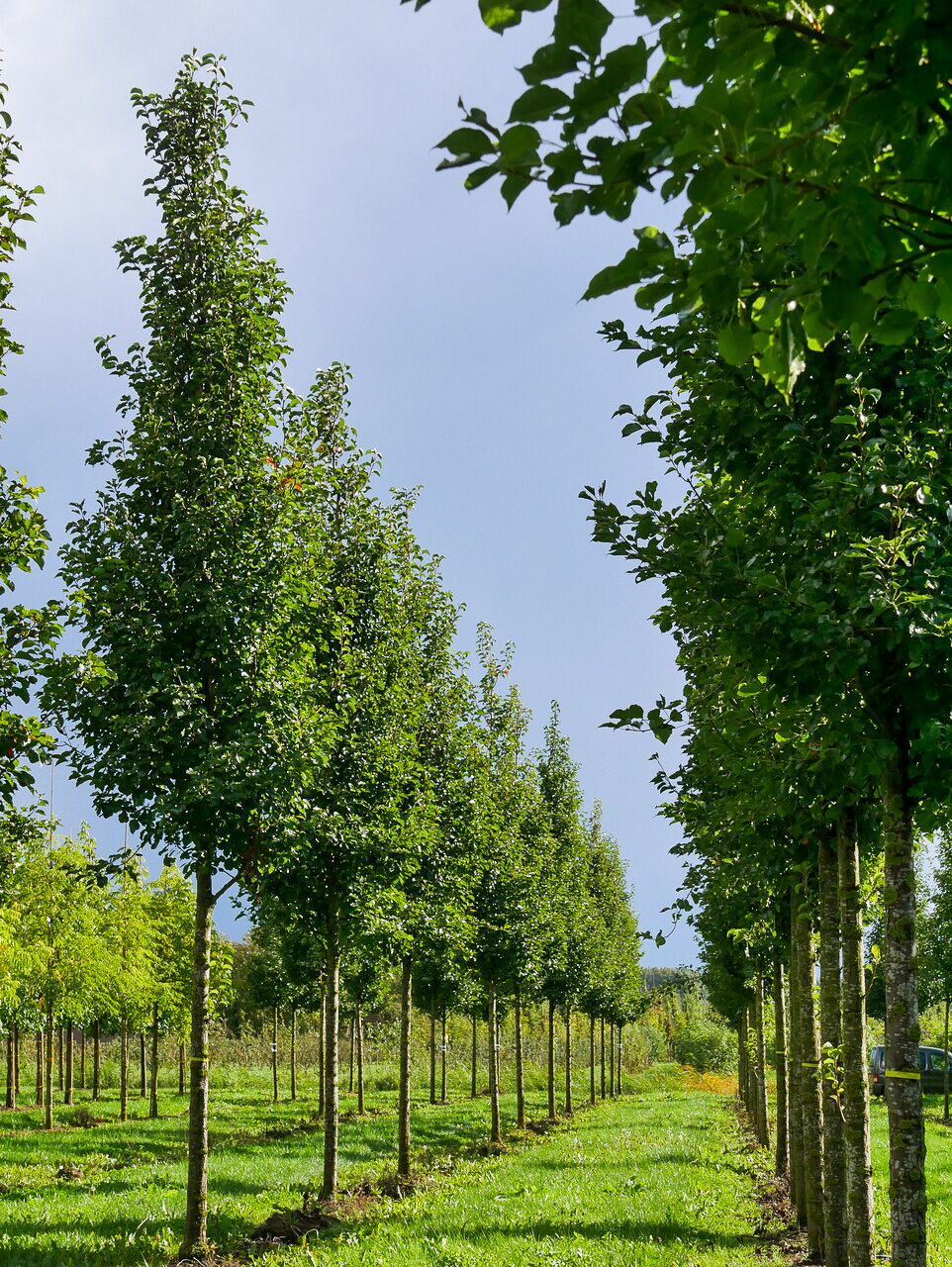 Pyrus calleryana 'Chanticleer' | Pyrus calleryana 'Chanticleer' - Van ...