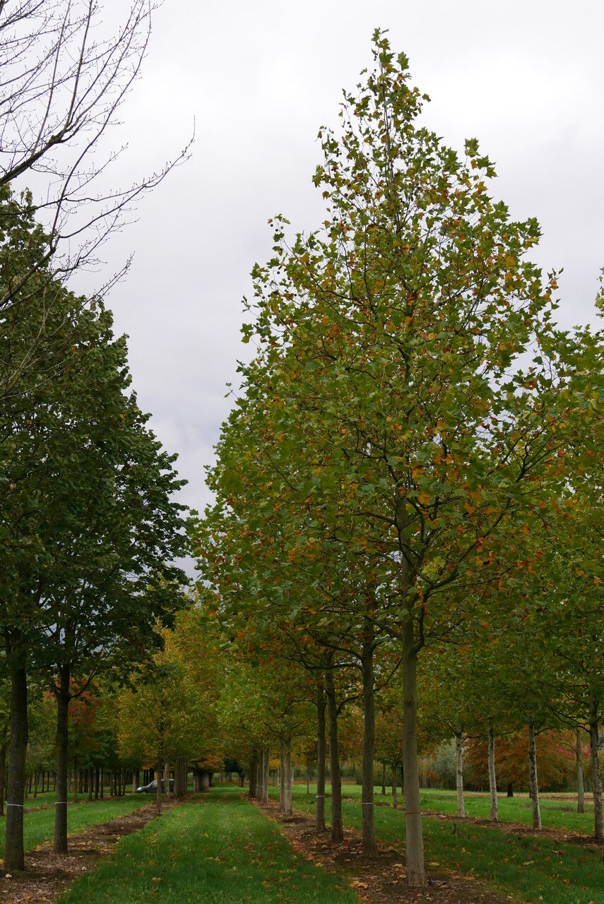 Platanus ×hispanica | Ahornblättrige Platane - Van den Berk Baumschulen