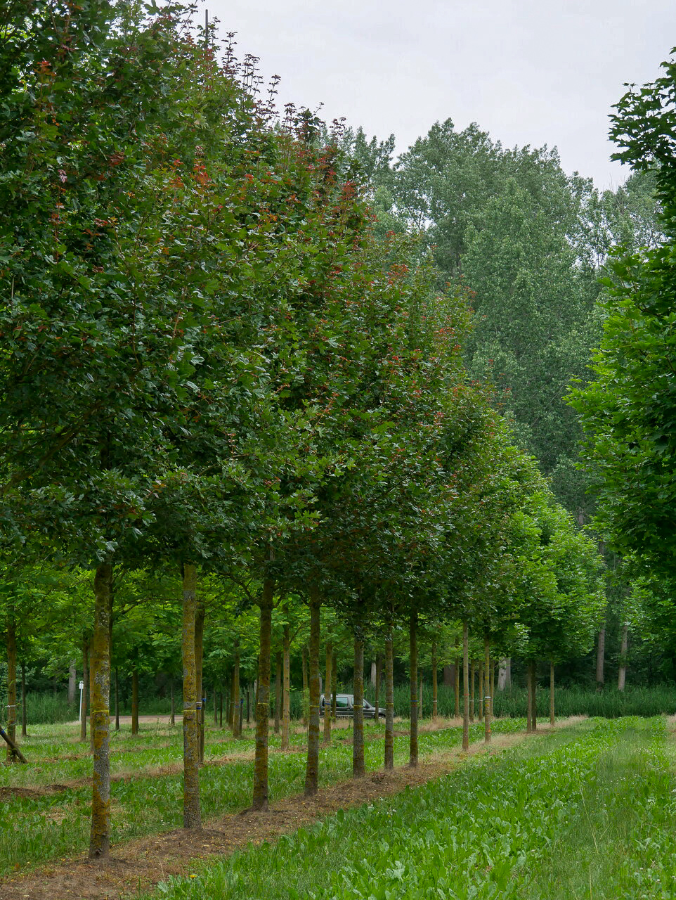 Acer campestre 'Red Shine' | Acer campestre 'Red Shine' - Van den Berk ...