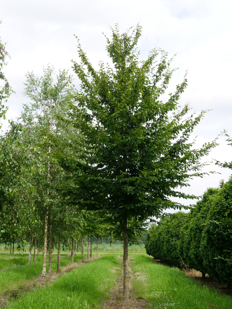 Carpinus betulus | Gemeine Hainbuche - Van den Berk Baumschulen