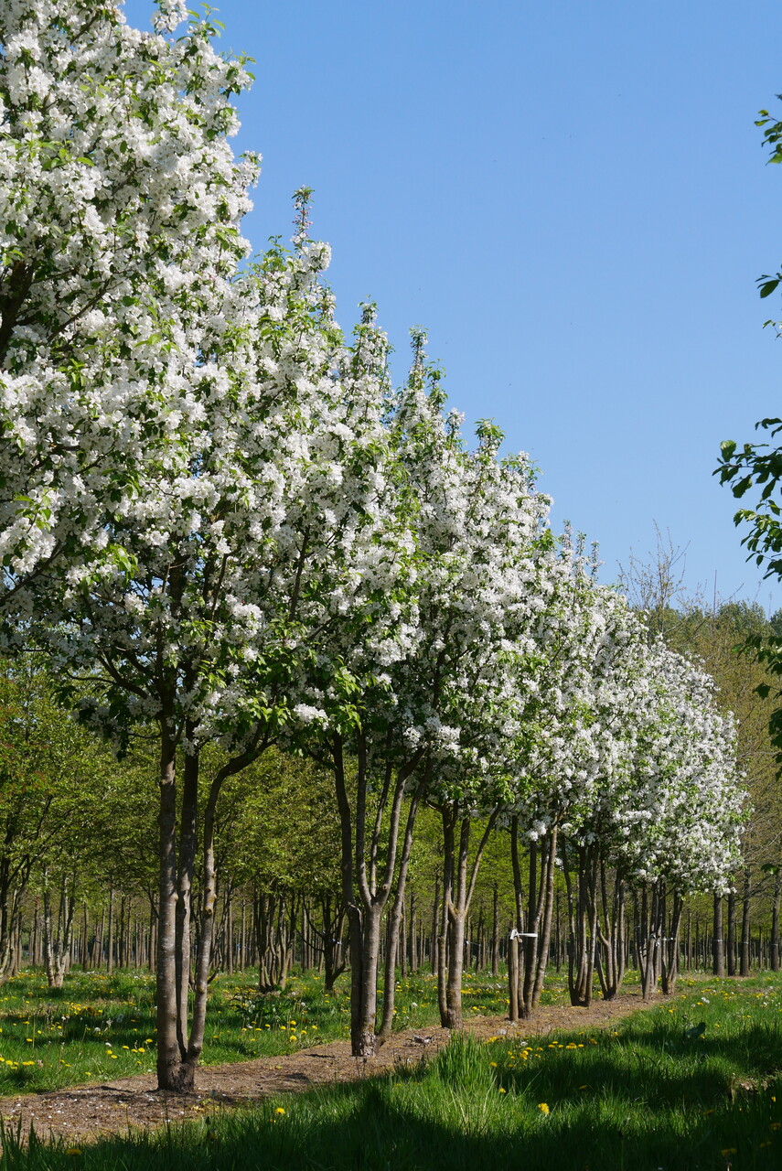 Malus sylvestris | Holzapfelbaum, Wilder Apfelbaum - Van den Berk ...