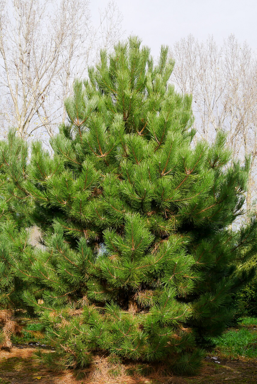 Pinus nigra subsp. nigra | Österreichische Schwarz-Kiefer - Van den ...