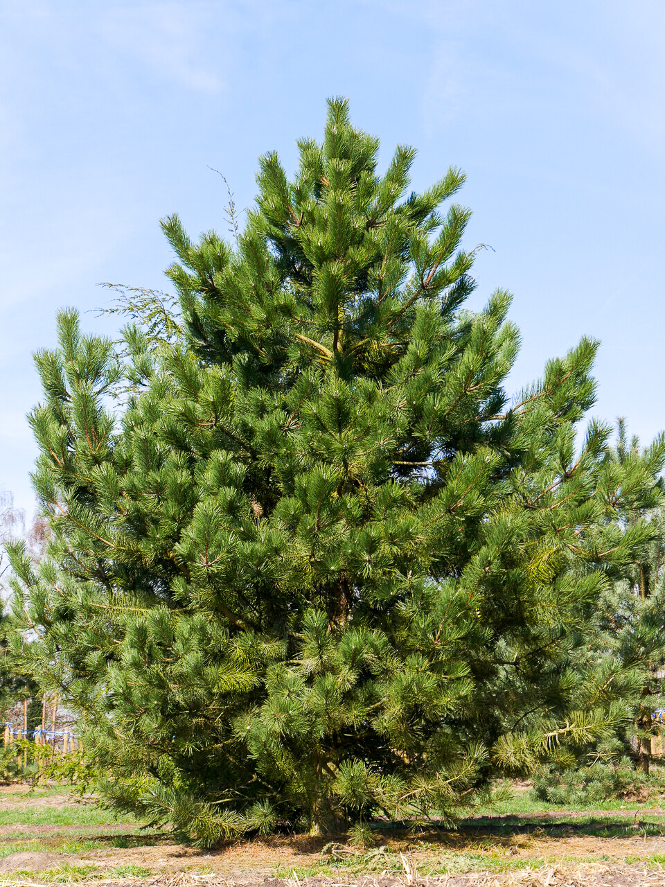 Pinus nigra subsp. nigra | Österreichische Schwarz-Kiefer - Van den ...