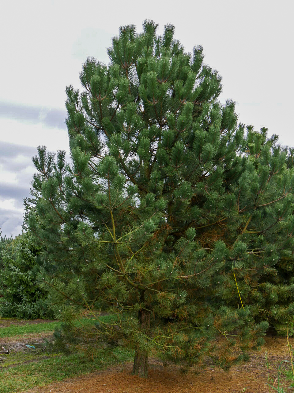 Pinus nigra subsp. nigra | Österreichische Schwarz-Kiefer - Van den ...