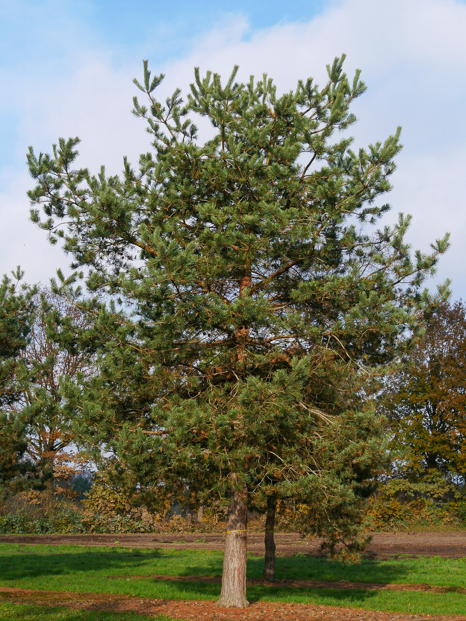 Pinus sylvestris | Gewöhnliche Kiefer, Wald-Kiefer, Föhre - Van den ...
