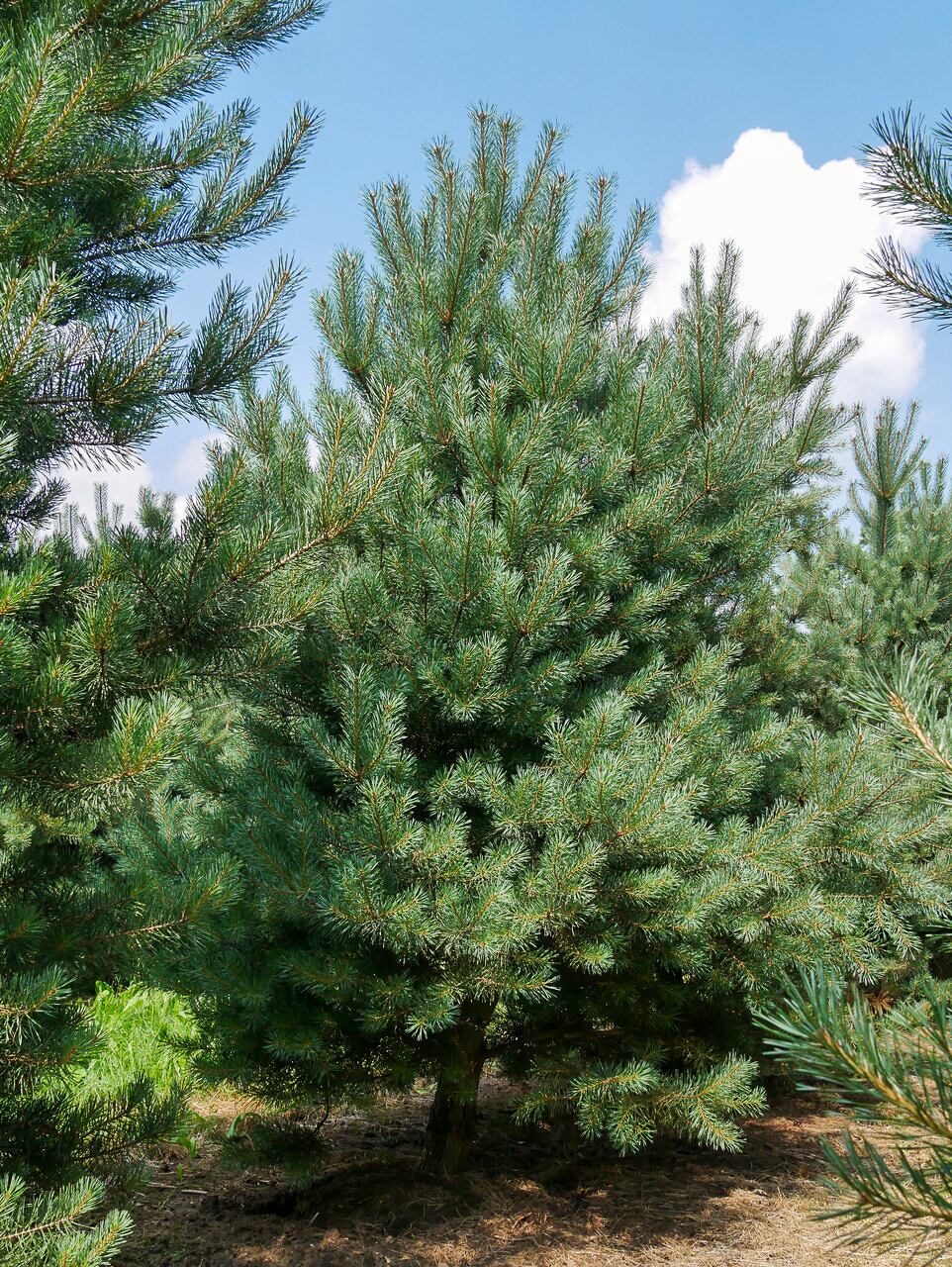 Pinus sylvestris | Gewöhnliche Kiefer, Wald-Kiefer, Föhre - Van den ...