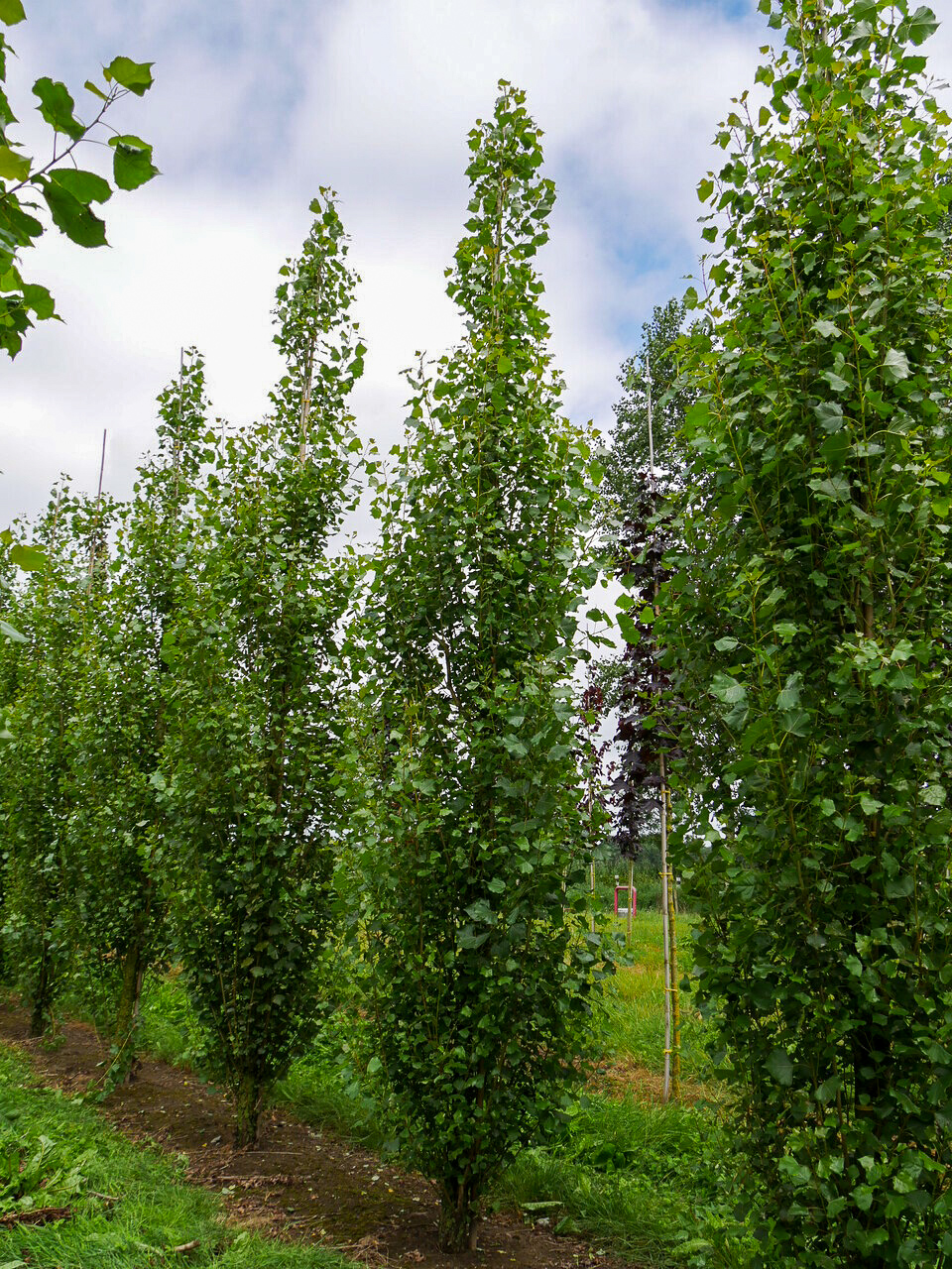 Populus nigra 'Italica' | Italienische Pyramiden-Pappel, Säulen-Pappel ...
