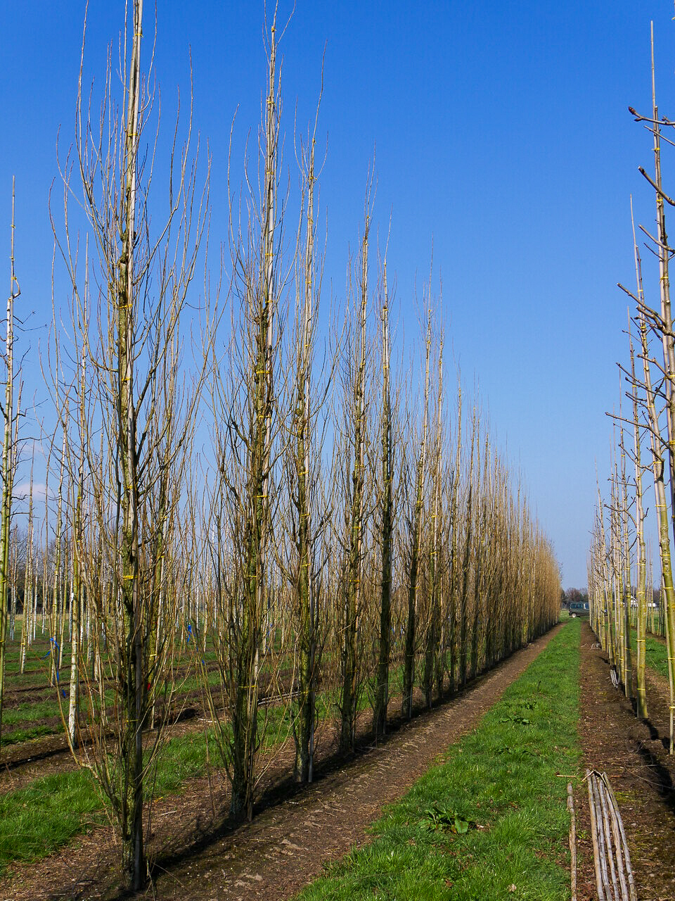 Populus nigra 'Italica' | Italienische Pyramiden-Pappel, Säulen-Pappel ...