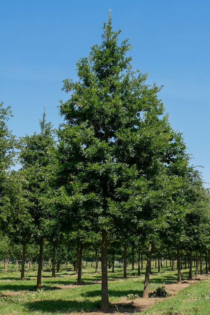 Quercus cerris | Zerr Eiche, Türkische Eiche - Van den Berk Baumschulen