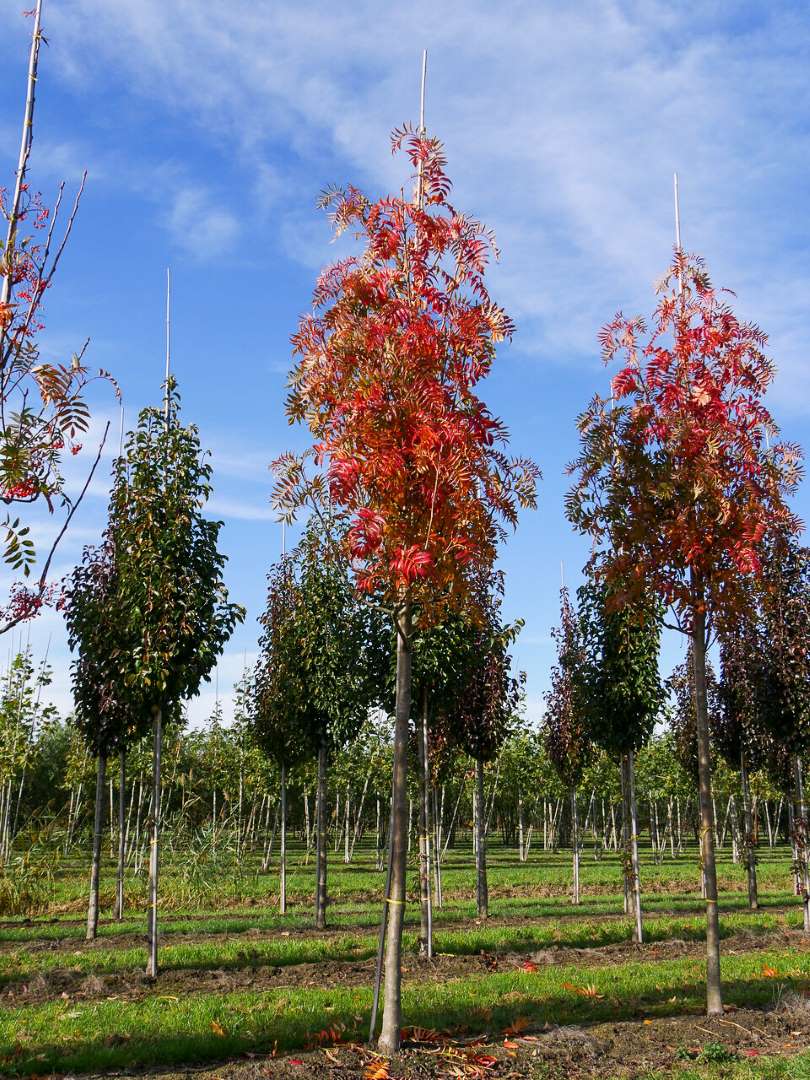 Sorbus 'Dodong' | Sorbus 'Dodong' - Van den Berk Baumschulen