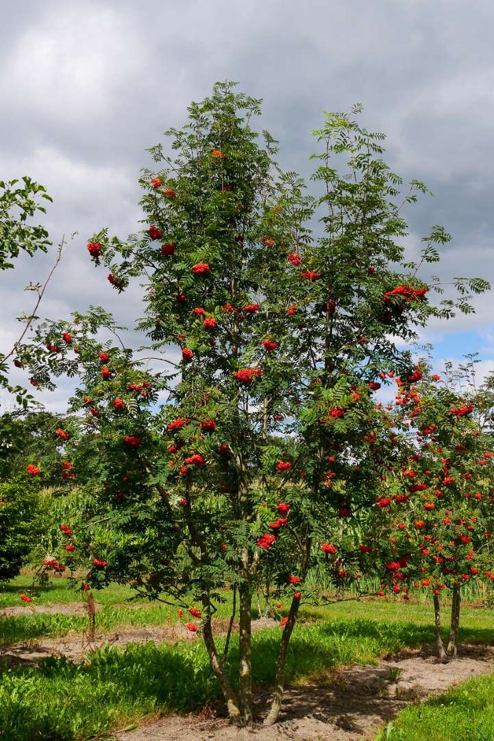 Sorbus aucuparia | Gemeine eberesche, Vogelbeere - Van den Berk Baumschulen