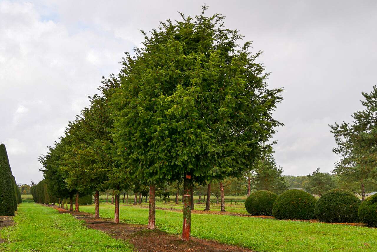 Taxus baccata | Gewöhnliche Eibe - Van den Berk Baumschulen