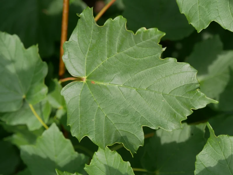 Acer opalus | Acer opalus - Van den Berk Baumschulen