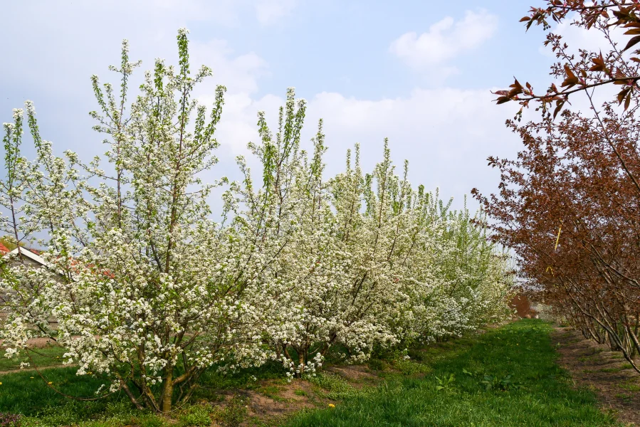 Prunus mahaleb | Prunus mahaleb - Van den Berk Baumschulen