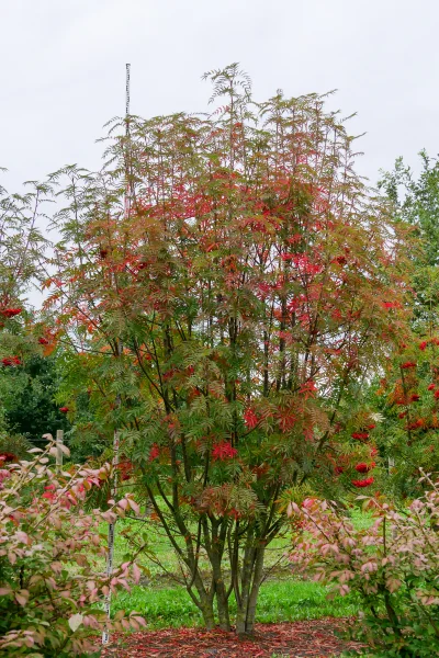 Sorbus 'Dodong' | Sorbus 'Dodong' - Van den Berk Baumschulen