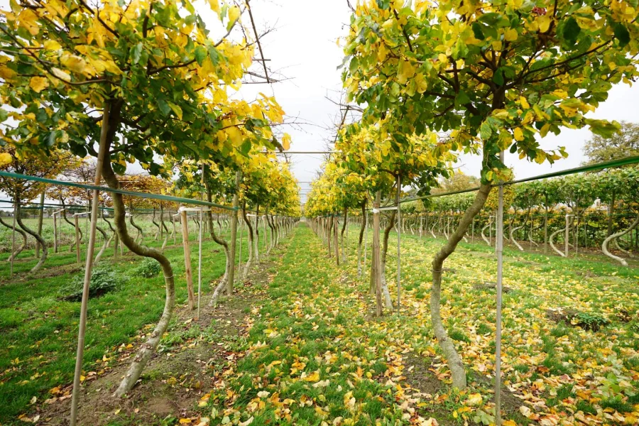 Parrotia persica TREEVOLUTION ® THE SWING ® - Van den Berk Baumschulen