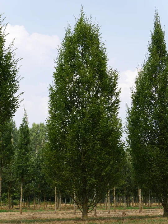 Carpinus betulus 'Fastigiata' | Pyramiden - Hainbuche - Van den Berk ...