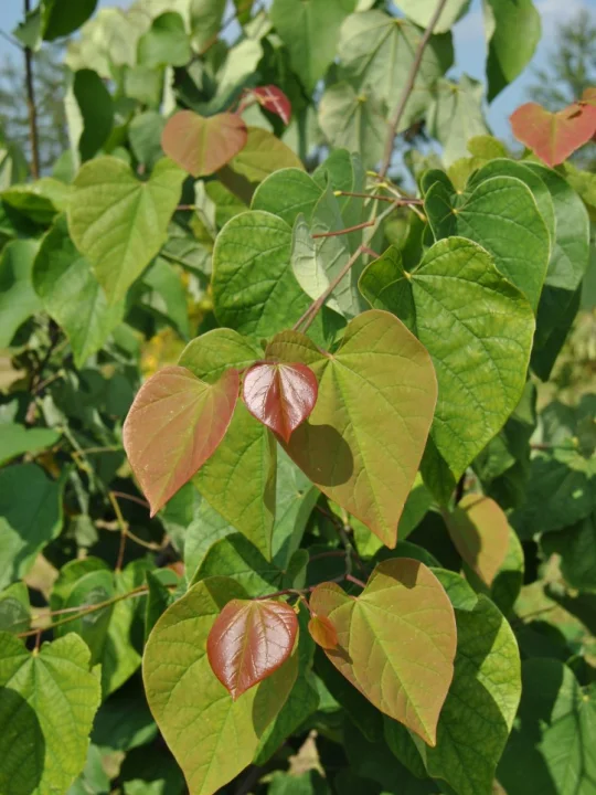 Cercis chinensis 'Avondale' | Cercis chinensis 'Avondale' - Van den ...