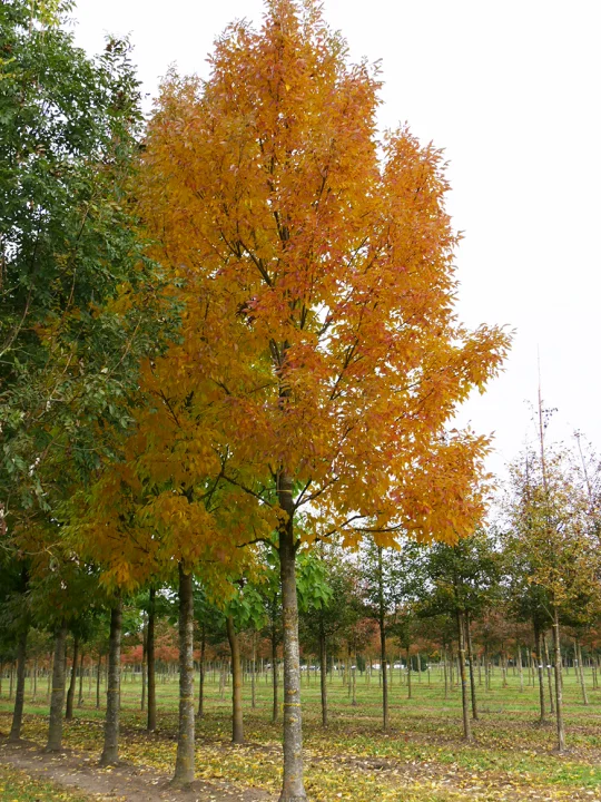 Fraxinus pennsylvanica CIMMARON ('Cimmzam') | Fraxinus pennsylvanica ...