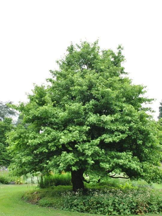 Liquidambar orientalis | Orientalischer Amberbaum - Van den Berk ...