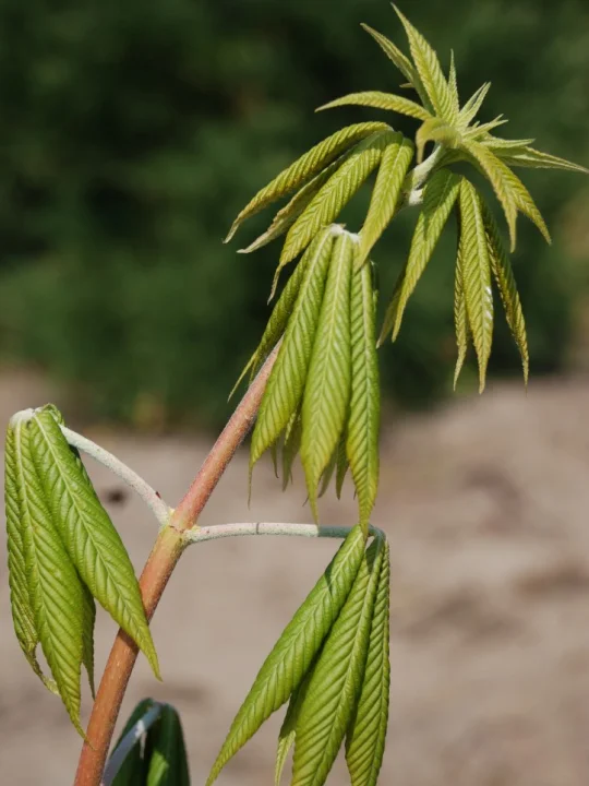 Aesculus ×arnoldiana | Aesculus ×arnoldiana - Van den Berk Baumschulen