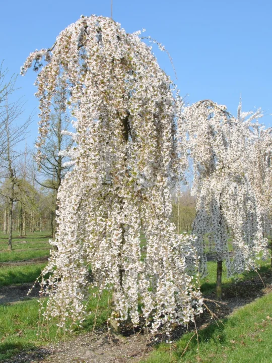 Prunus 'Snow Fountains' | Prunus 'Snow Fountains' - Van den Berk ...