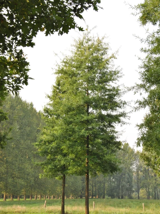 Quercus phellos | Weiden-Eiche - Van den Berk Baumschulen