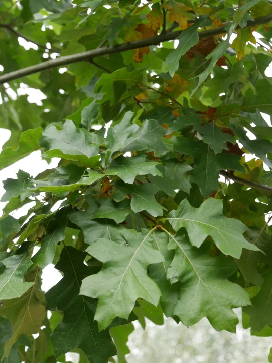Quercus velutina | Färbereiche, Amerikanische Färbereiche - Van den ...